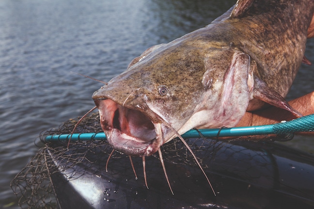 Where to Find Catfish in Rivers - Fishing Form