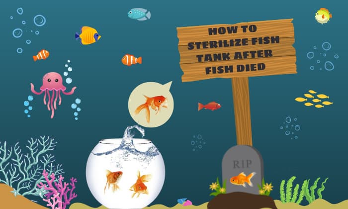 How to Sterilize Fish Tank After Fish Died? - Fishing Form