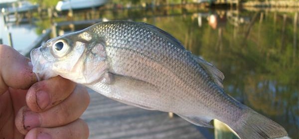 How to Fish for White Perch - Fishing Form