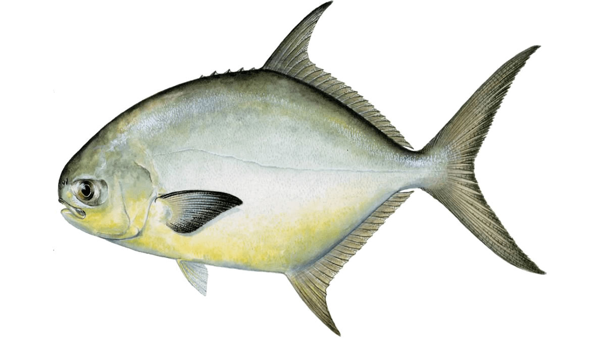 How to Fish for Pompano? - Fishing Form
