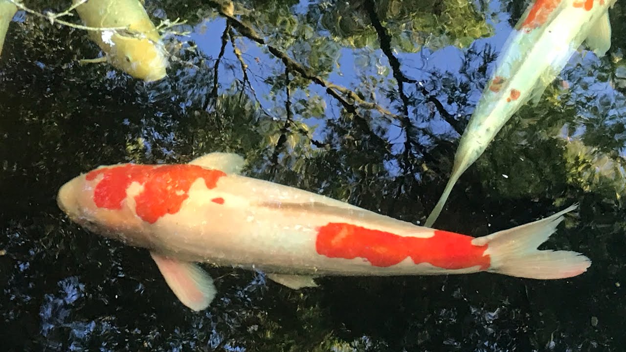 How to Save a Dying Koi Fish? - Fishing Form
